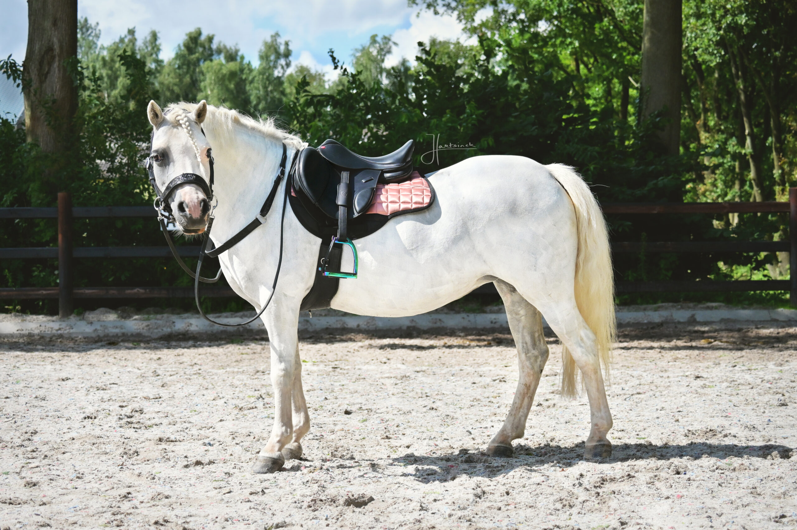 EDIX Alydar Kids jumping saddle - EDIX Saddles