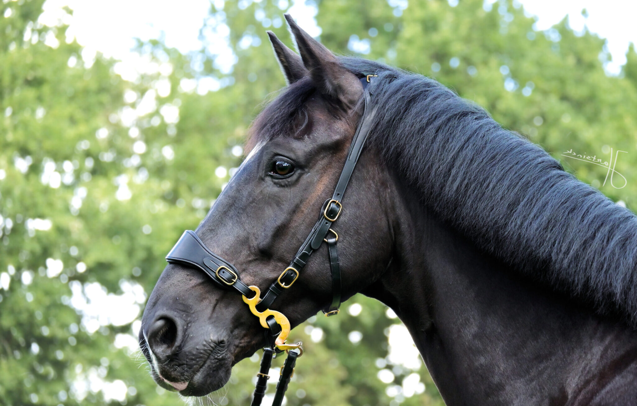 EDIX ED4 Hack-Q® bitless bridle, model Classic - EDIX Saddles