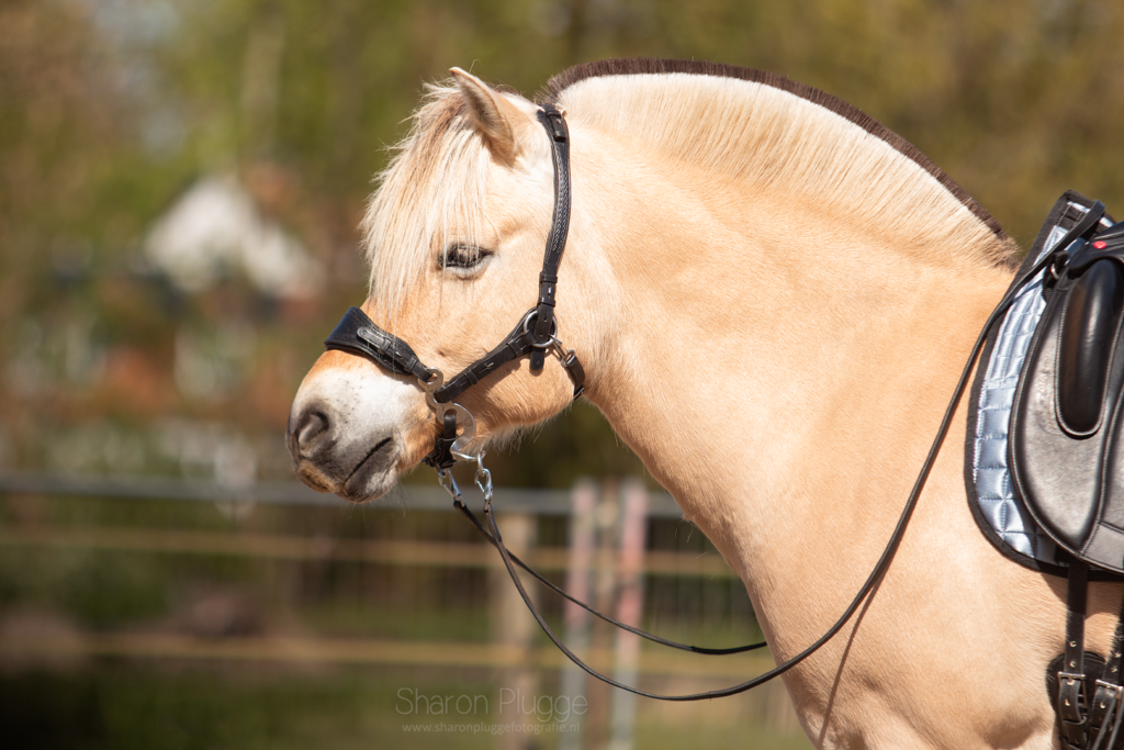EDIX ED4 Hackamore bridle, model Jazz - EDIX Saddles