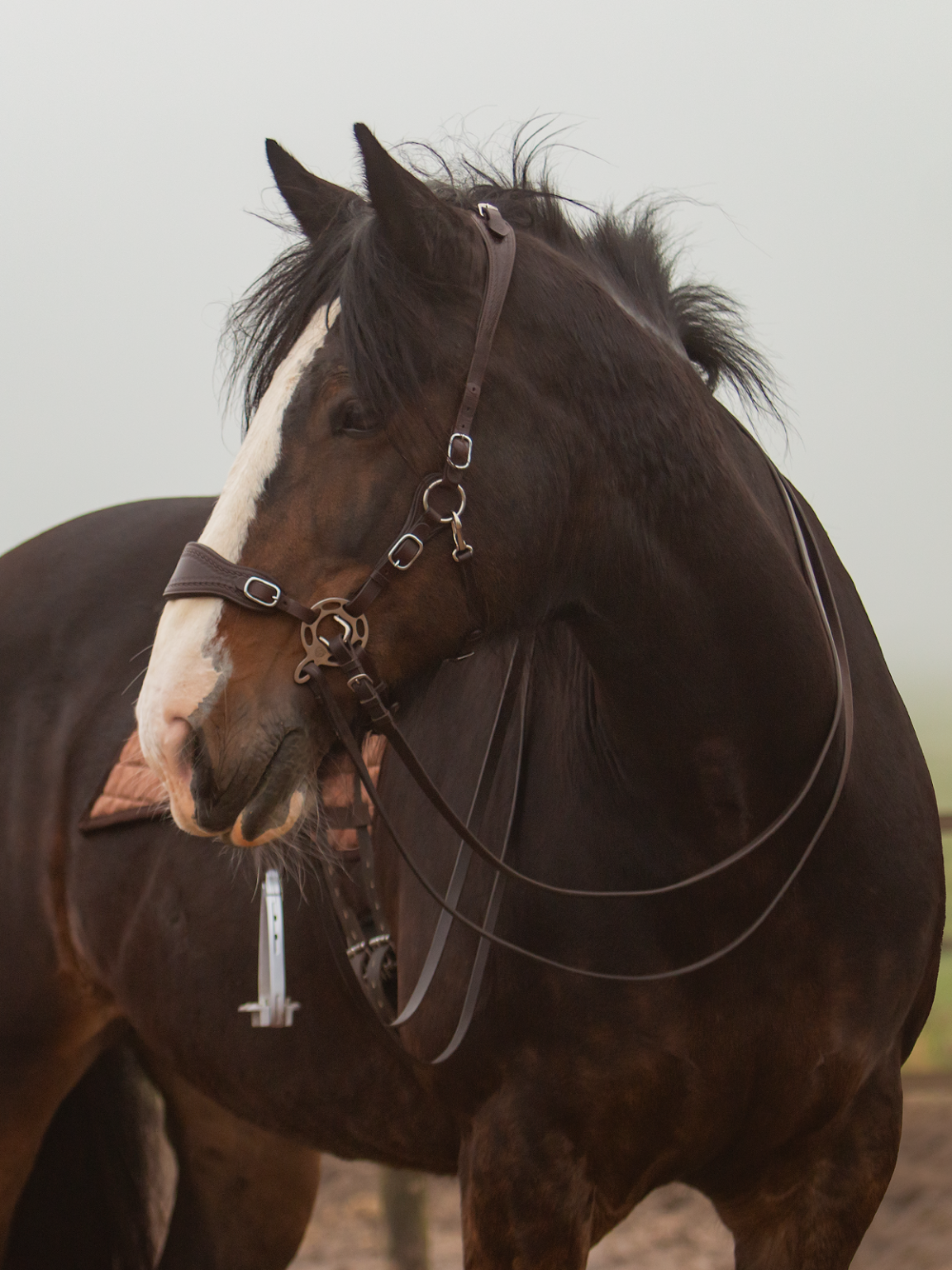 EDIX Halo hackamore scharen - EDIX Saddles