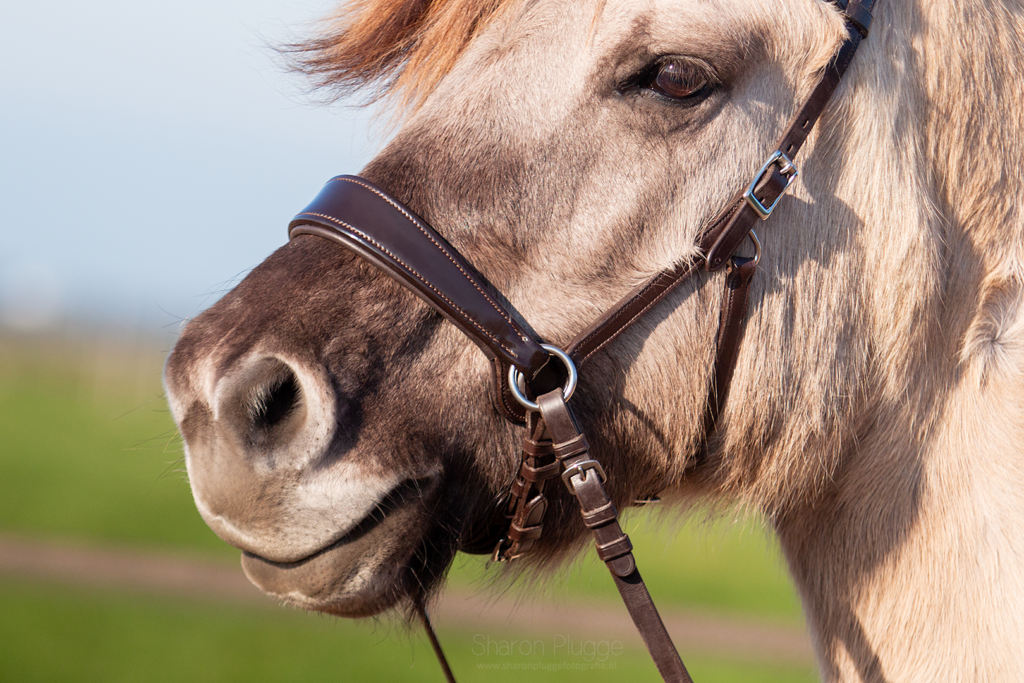 EDIX ED2 Nyra, sidepull bridle - EDIX Saddles