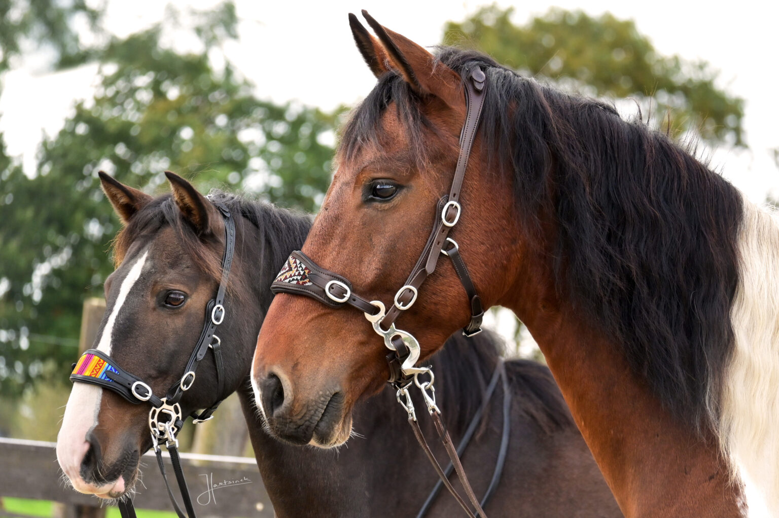 EDIX ED4 Hackamore hoofdstel, model Brightstar - EDIX Saddles