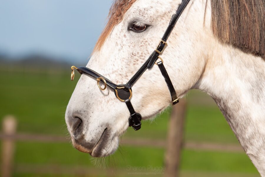 EDIX ED5, Cavesson - EDIX Saddles