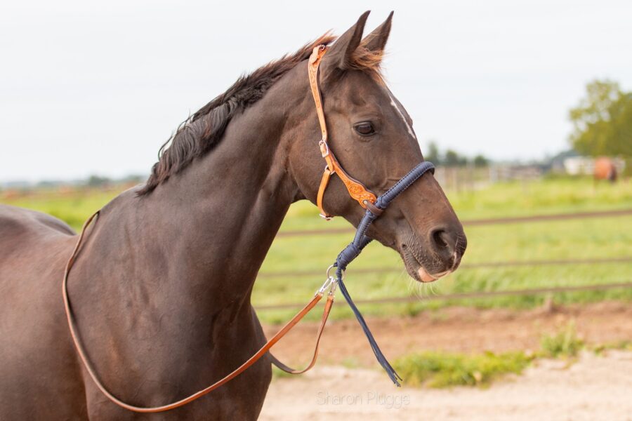 EDIX ED3, western bridle of the Rose collection - EDIX Saddles