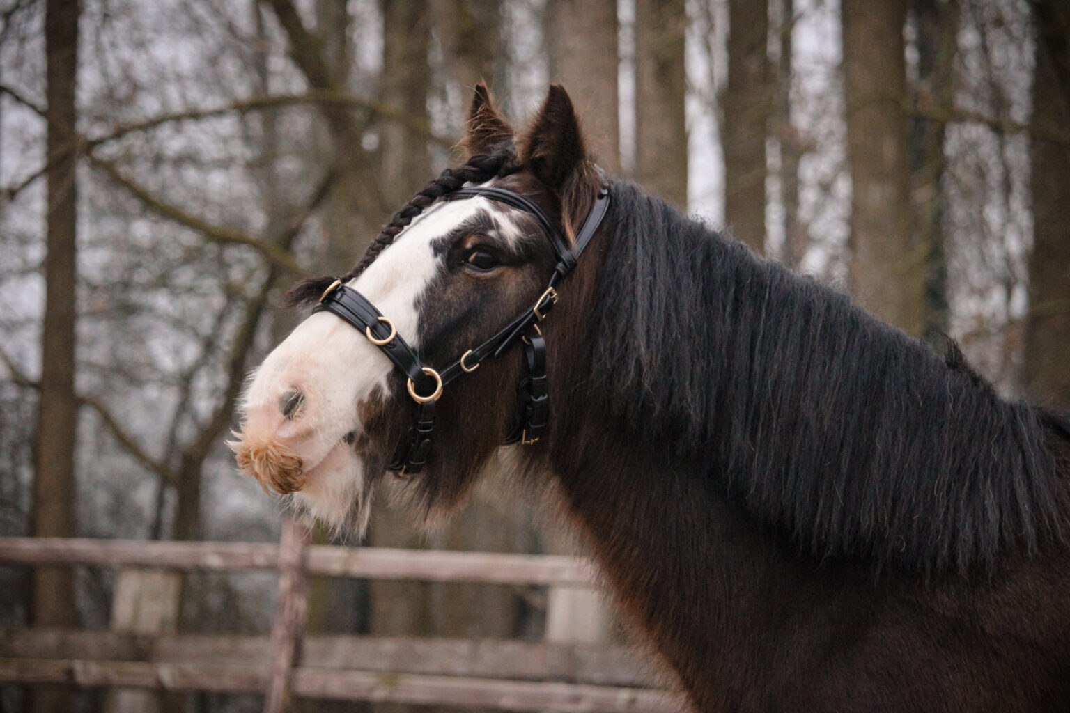 EDIX ED5, Cavesson PRO - EDIX Saddles