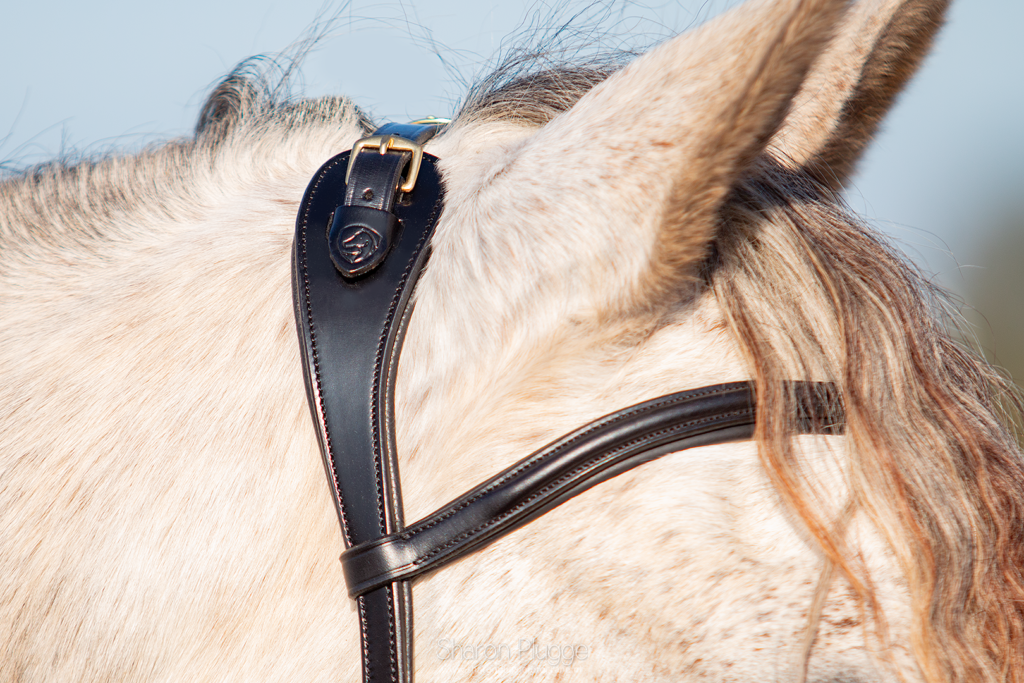 EDIX ED5, Cavesson PRO - EDIX Saddles