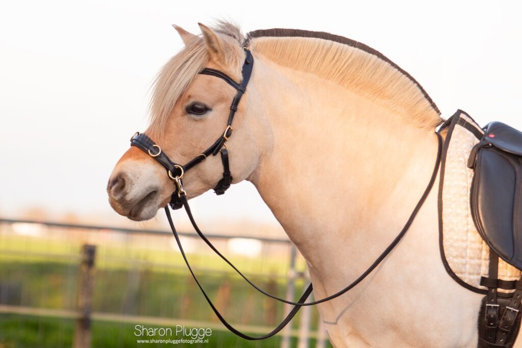 EDIX ED5, Cavesson PRO - EDIX Saddles