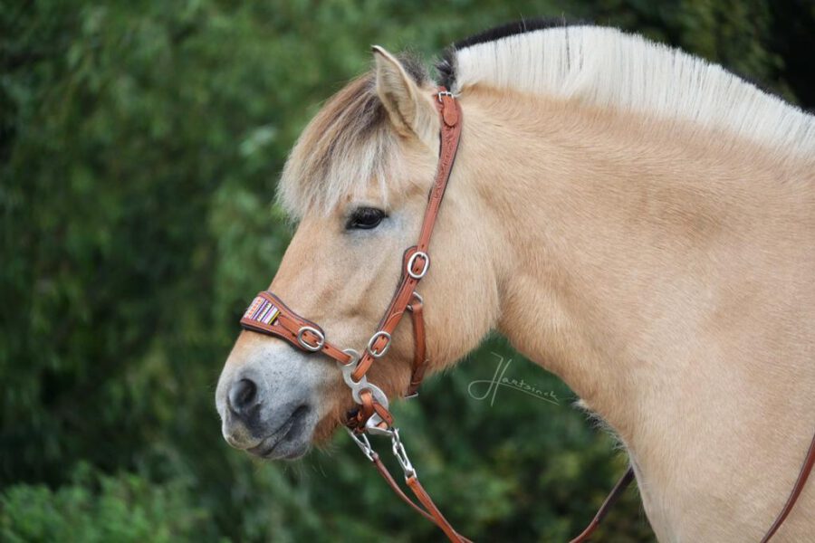 EDIX ED4 Hackamore hoofdstel, model Brightstar - EDIX Saddles
