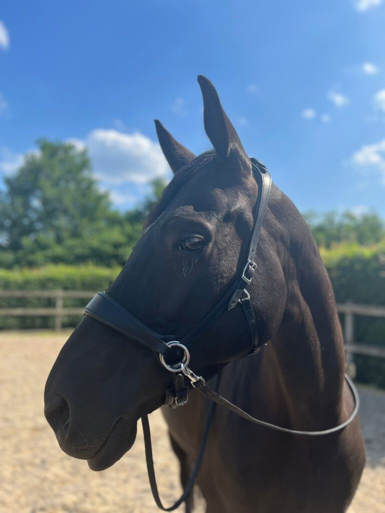 EDIX ED2, model Grace side pull hoofdstel - EDIX Saddles