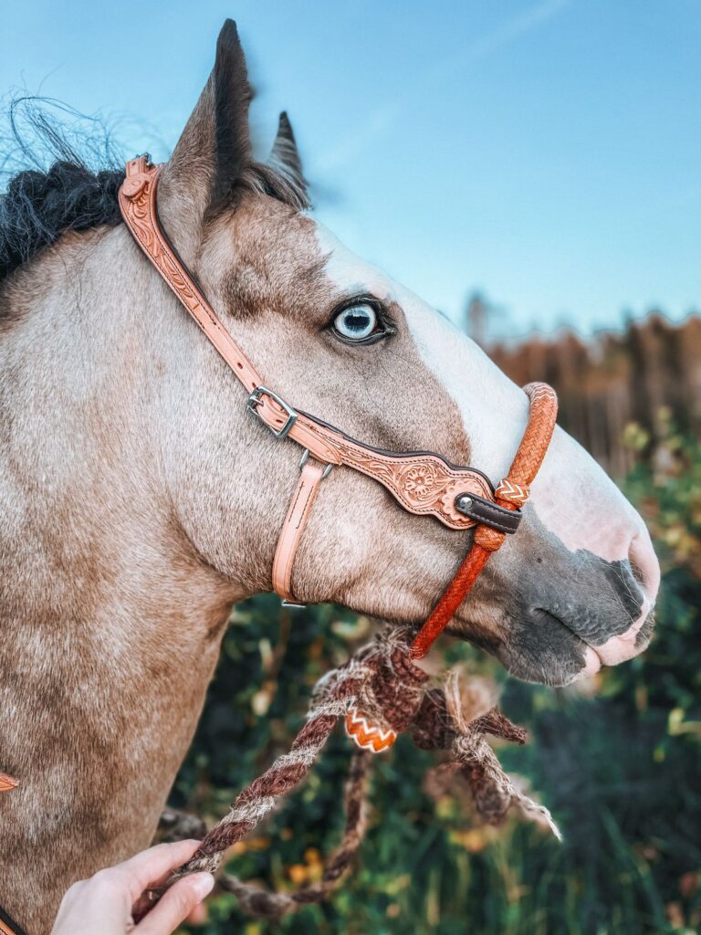 EDIX ED3 Rose, western bridle - EDIX Saddles