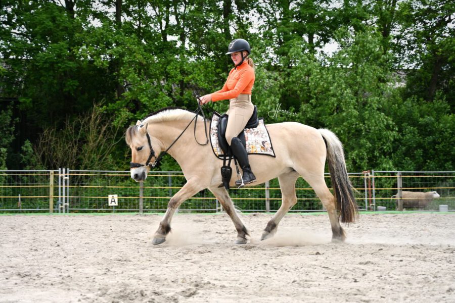 Information EDIX treeless, soft tree and flexible tree saddles - EDIX ...