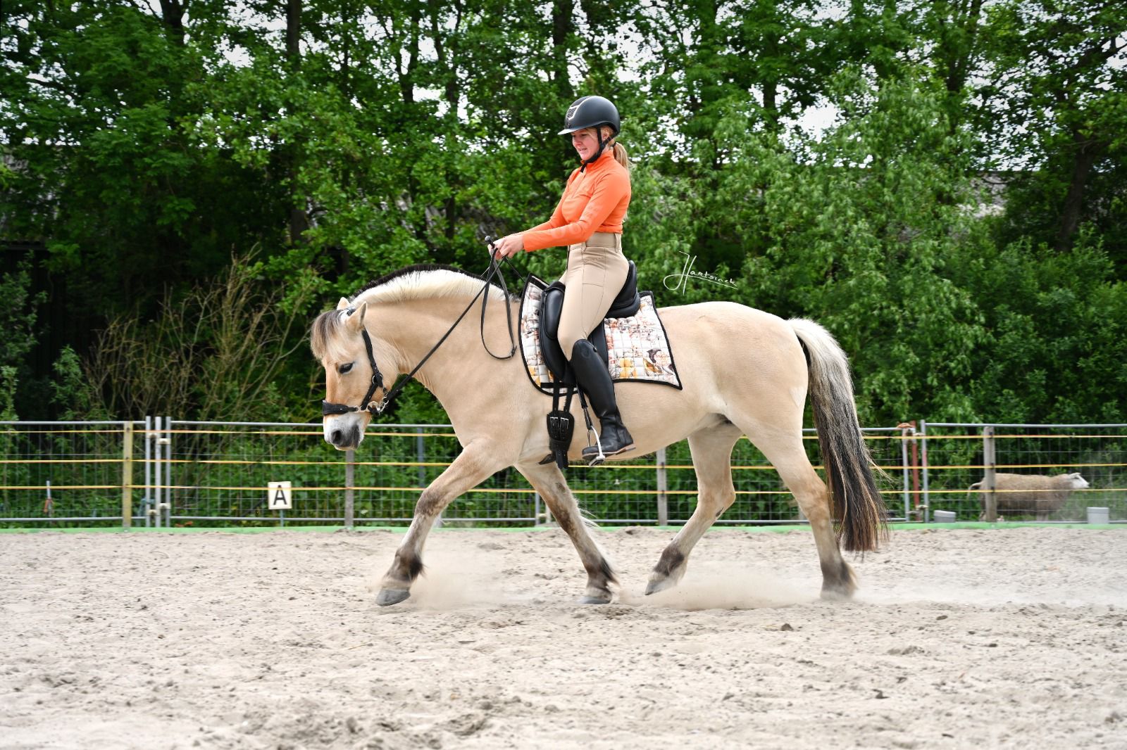 Information EDIX treeless, soft tree and flexible tree saddles - EDIX ...