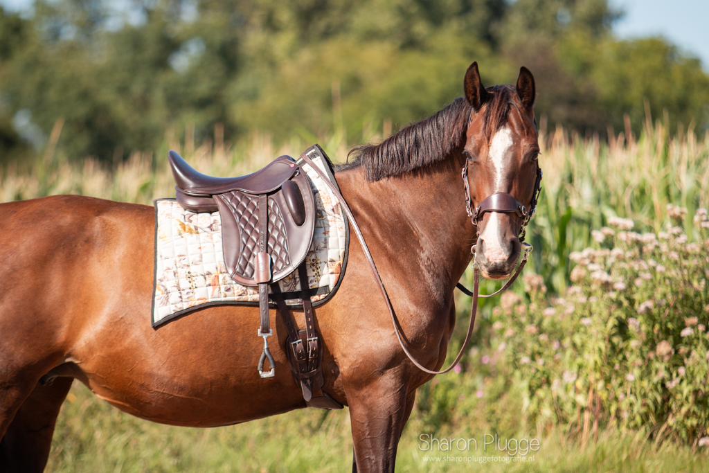 EDIX neusriem Classic - EDIX Saddles