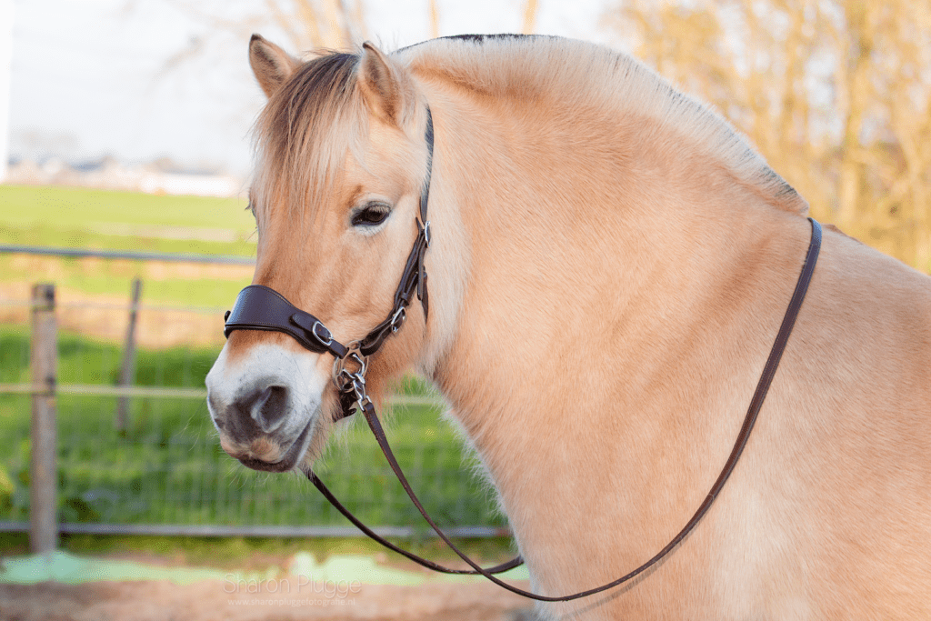 EDIX neusriem Classic - EDIX Saddles