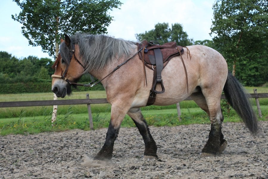EDIX® Broncho barebackpad - EDIX Saddles